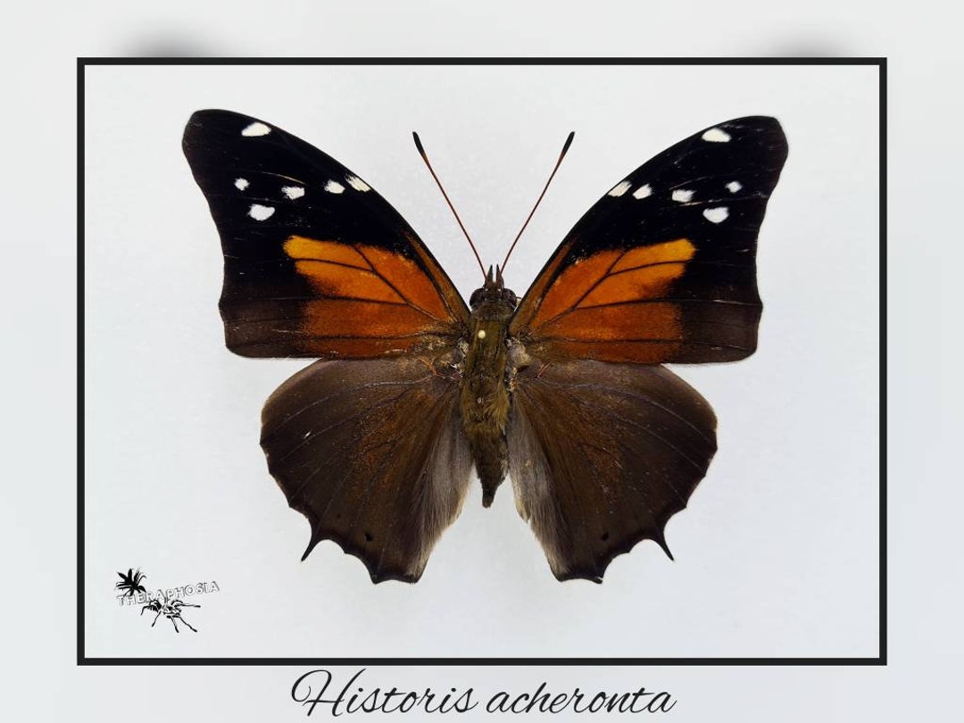 Historis Acheronta Real Butterfly Specimen Insect Entomology Taxidermy ...