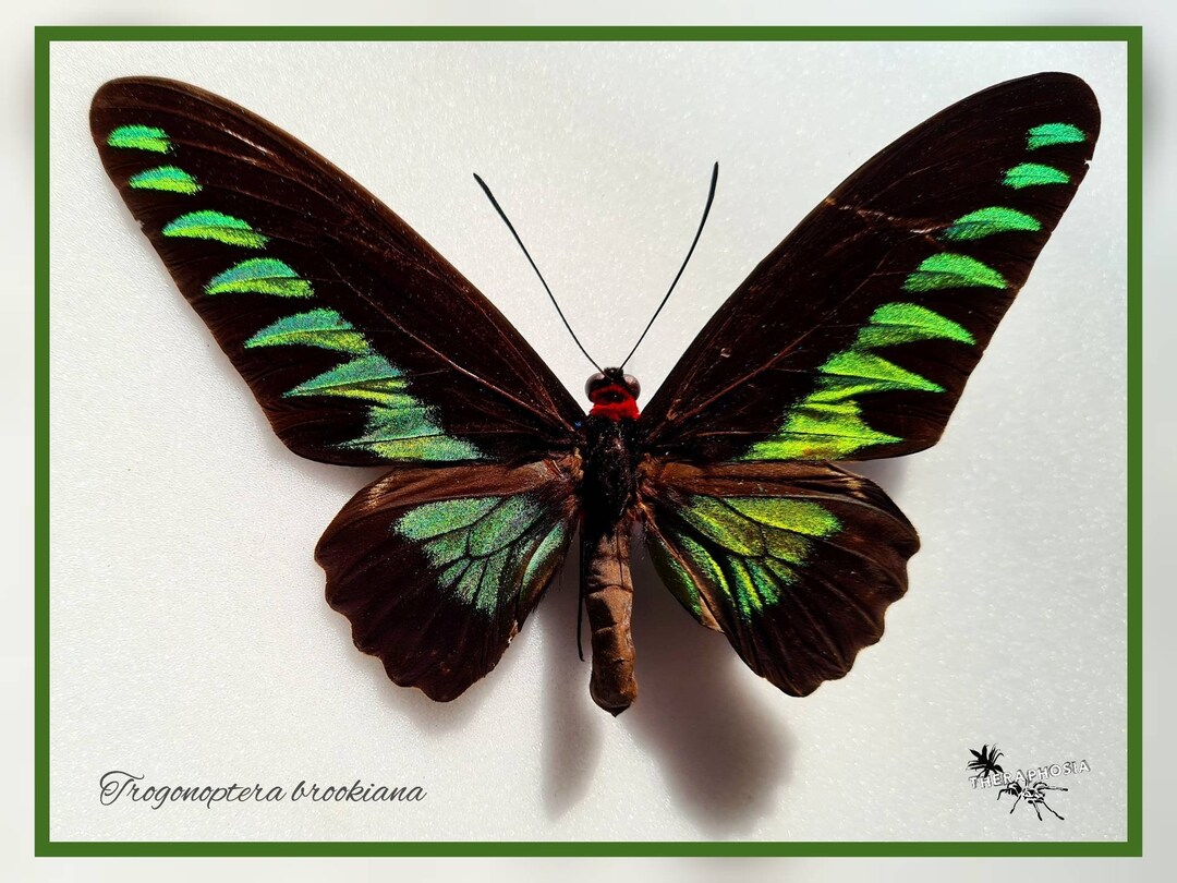 Trogonoptera Brookiana Real Butterfly Specimen Insect Entomology ...