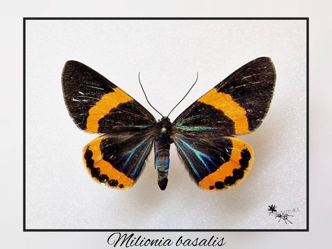 Milionia Basalis Real Butterfly Specimen Insect Entomology Taxidermy ...