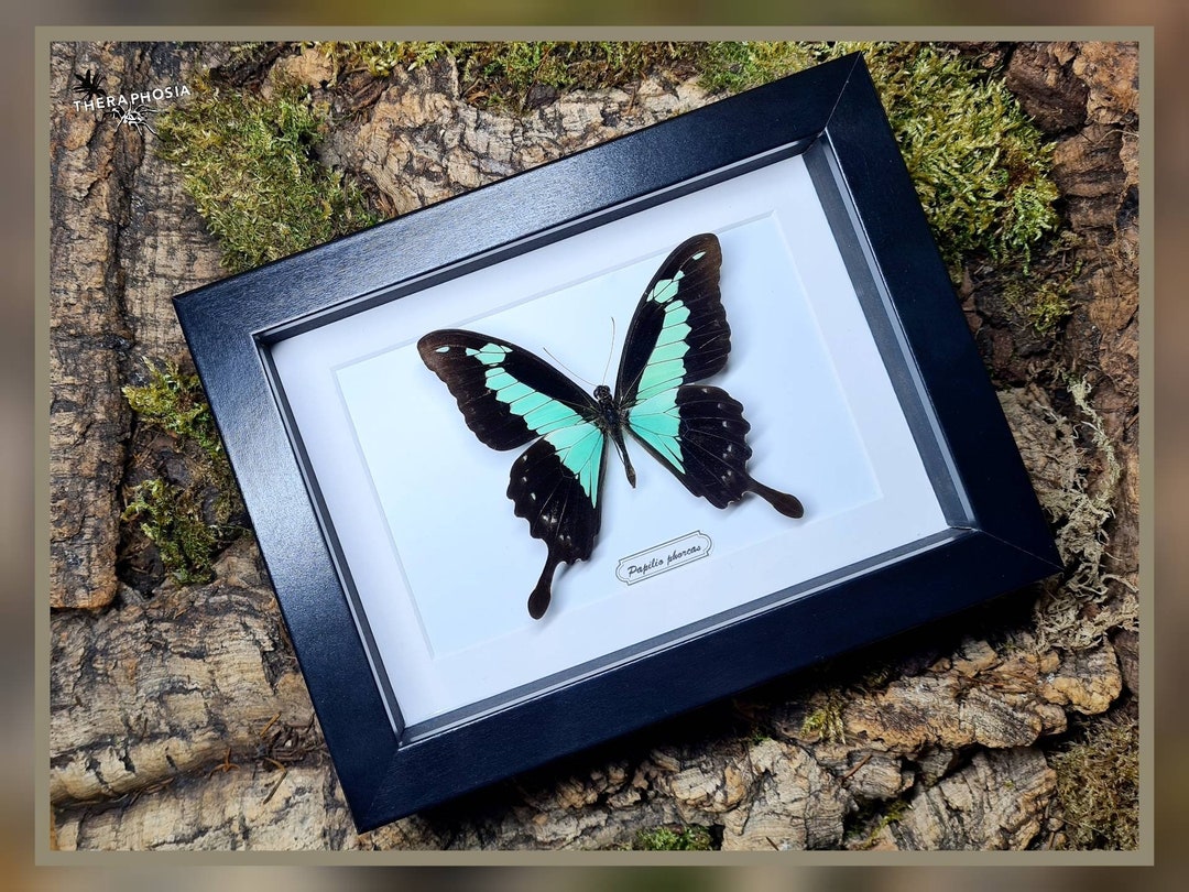 Papilio Phorcas With Frame / Real Butterfly Specimen Insect Entomology ...