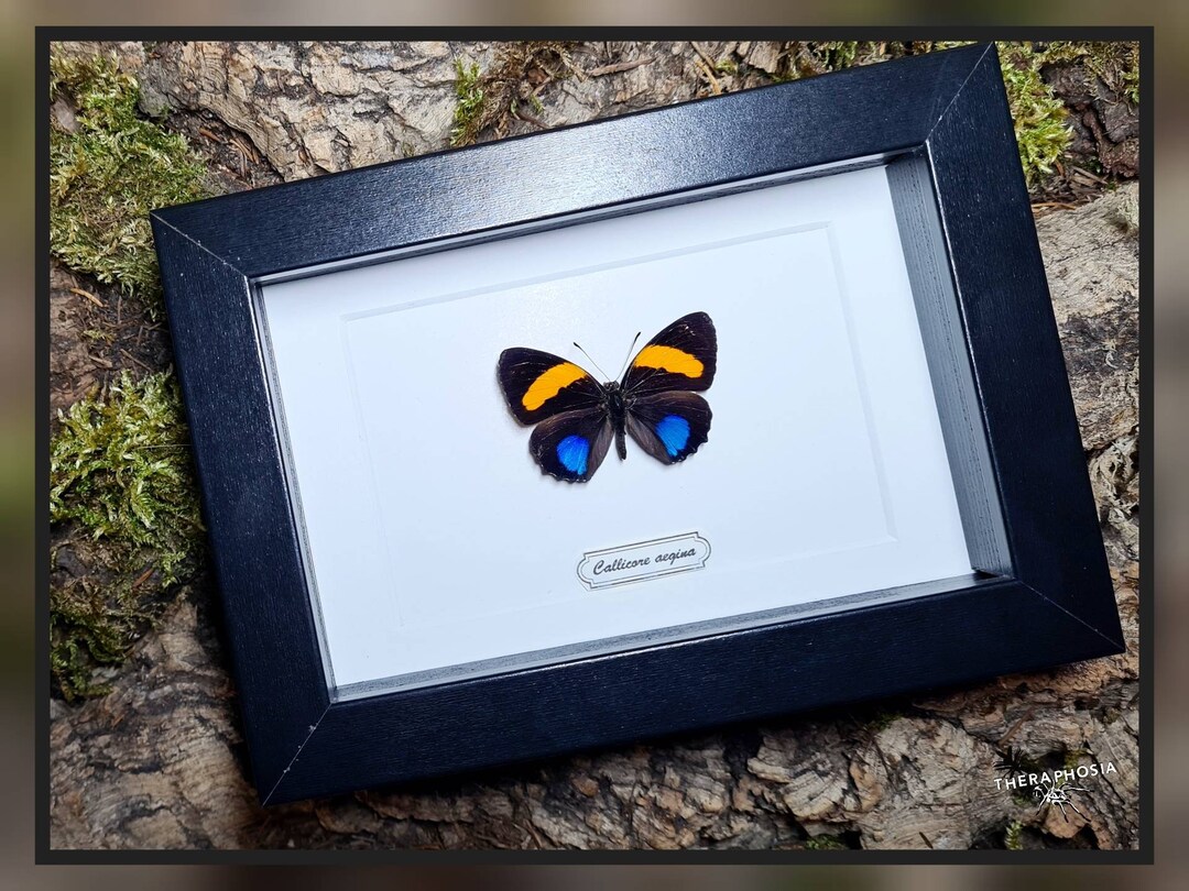Callicore Aegina - With Frame / Real Butterfly Preparation Insect ...