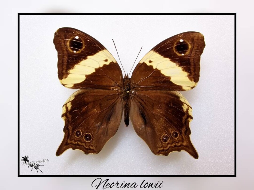 Neorina Lowii Real Butterfly Specimen Insect Entomology Taxidermy Nature Decoration Curiosities ...