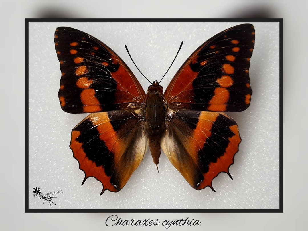 Charaxes Cynthia Real Butterfly Specimen Insect Entomology Taxidermy ...