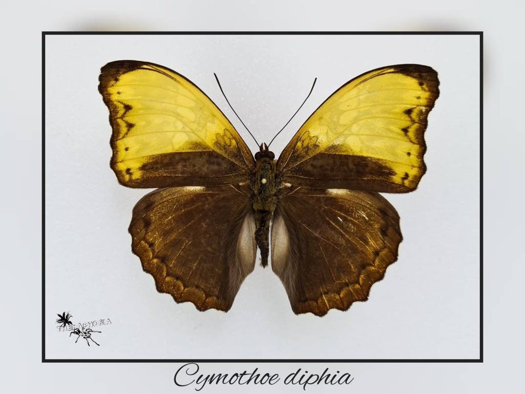 Cymothoe Diphia Real Butterfly Specimen Insect Entomology Taxidermy ...