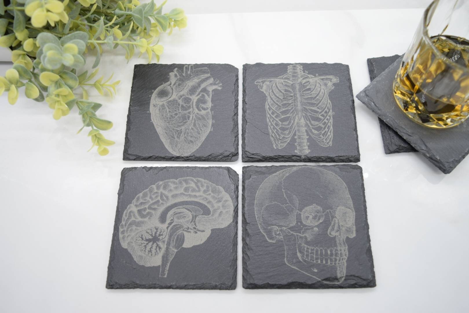 Coasters Home & Living Gift for Doctor Anatomy Coaster Anatomy is ...
