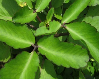 Leaf of Life Plant | Etsy