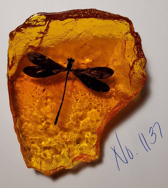 Libelle in Bernstein Resin Größe Medium Rock für OUTLANDER von | Etsy