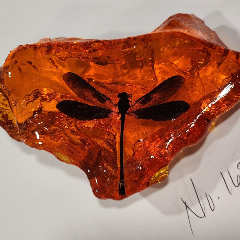Dragonfly in Amber - Etsy