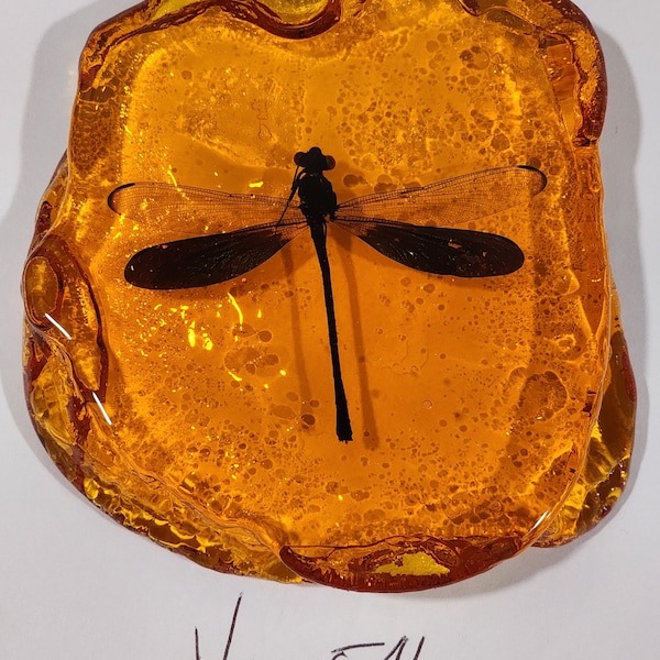 Dragonfly in Amber - Etsy