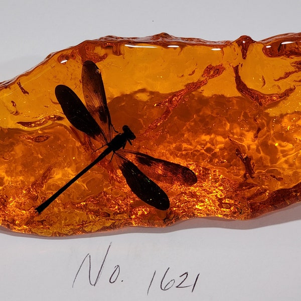 Dragonfly in Amber - Etsy