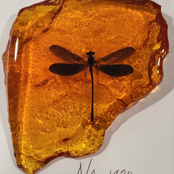 Dragonfly in Amber - Etsy