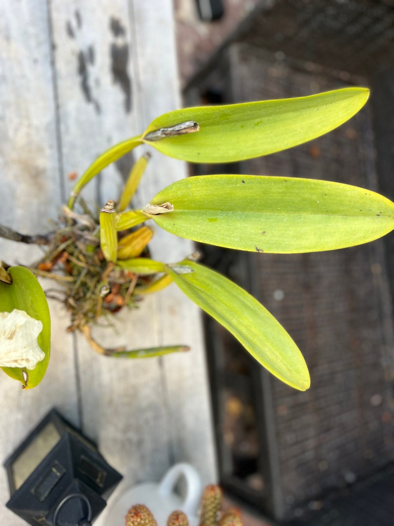 Cattleya Rlc. Blanche Aisaka Huge Fragrant Flowers in Bloom - Etsy
