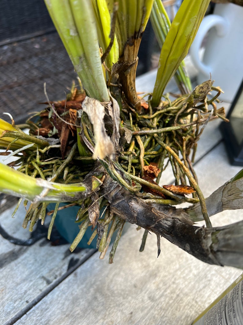 Cattleya Rlc. Blanche Aisaka Huge Fragrant Flowers in Bloom - Etsy