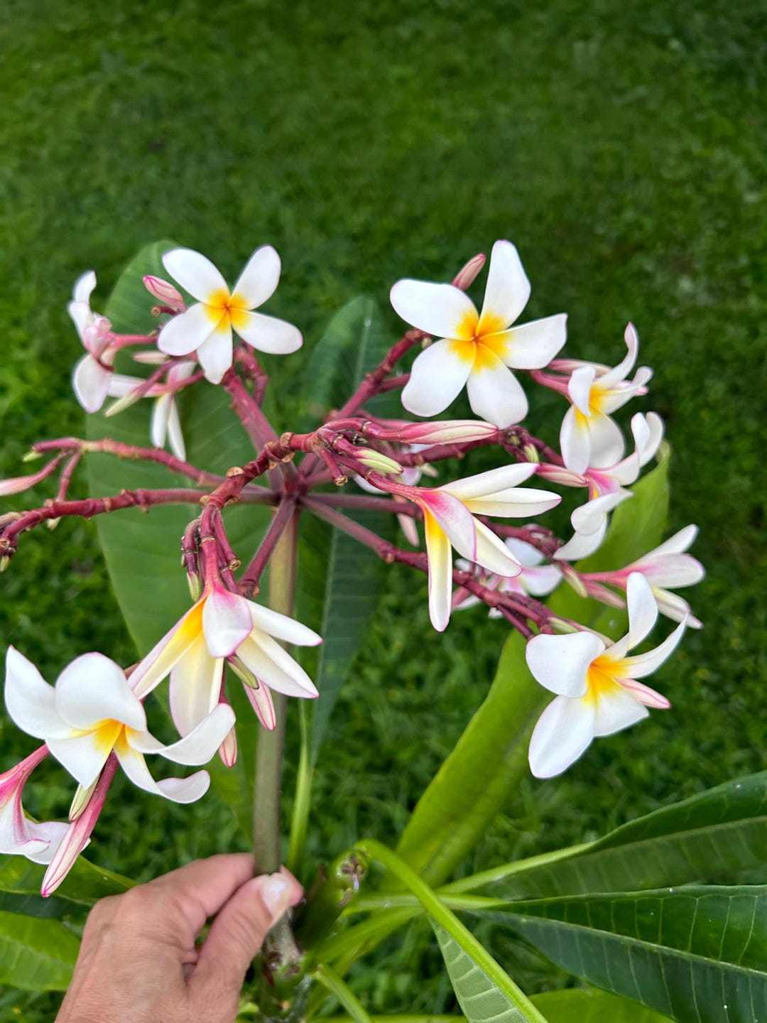 Rare Hybrid Hawaii Plumeria Molokai Basket 5 Cuttings 2 Tips in 10-12 ...