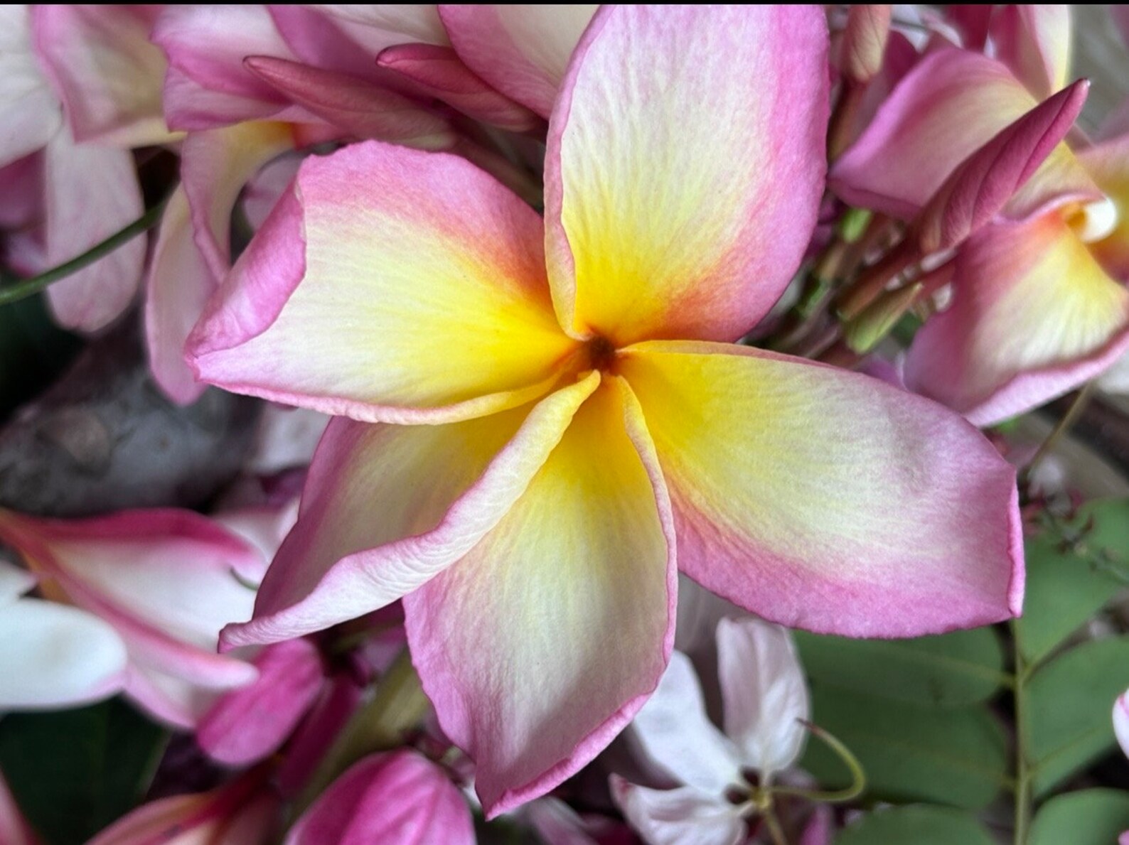 BEST SELLER Hawaii Plumeria Rare Coral Pink 4 Cuttings 1-2 Tip in 10-12 ...