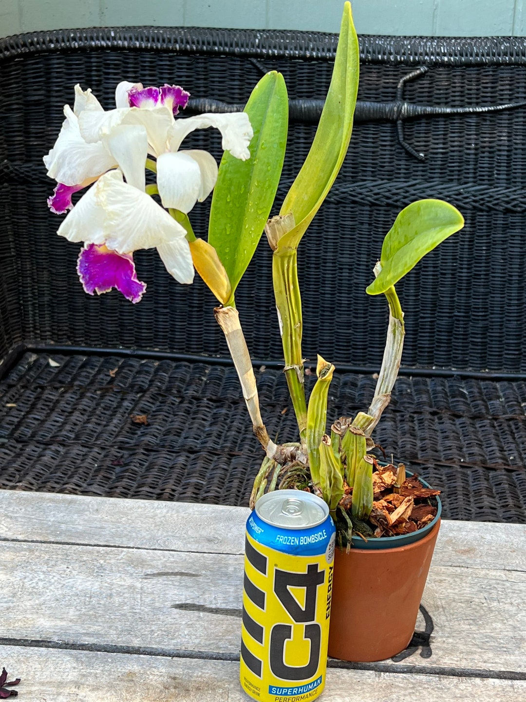 Cattleya Rlc. Blanche Aisaka Yuki Huge Flowers Fully - Etsy