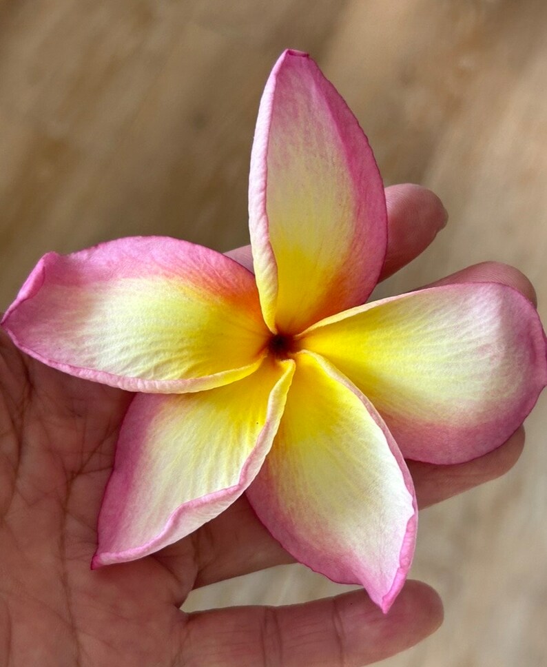 BEST SELLER Hawaii Plumeria Rare Coral Pink 4 Cuttings 1-2 Tip in 10-12 ...