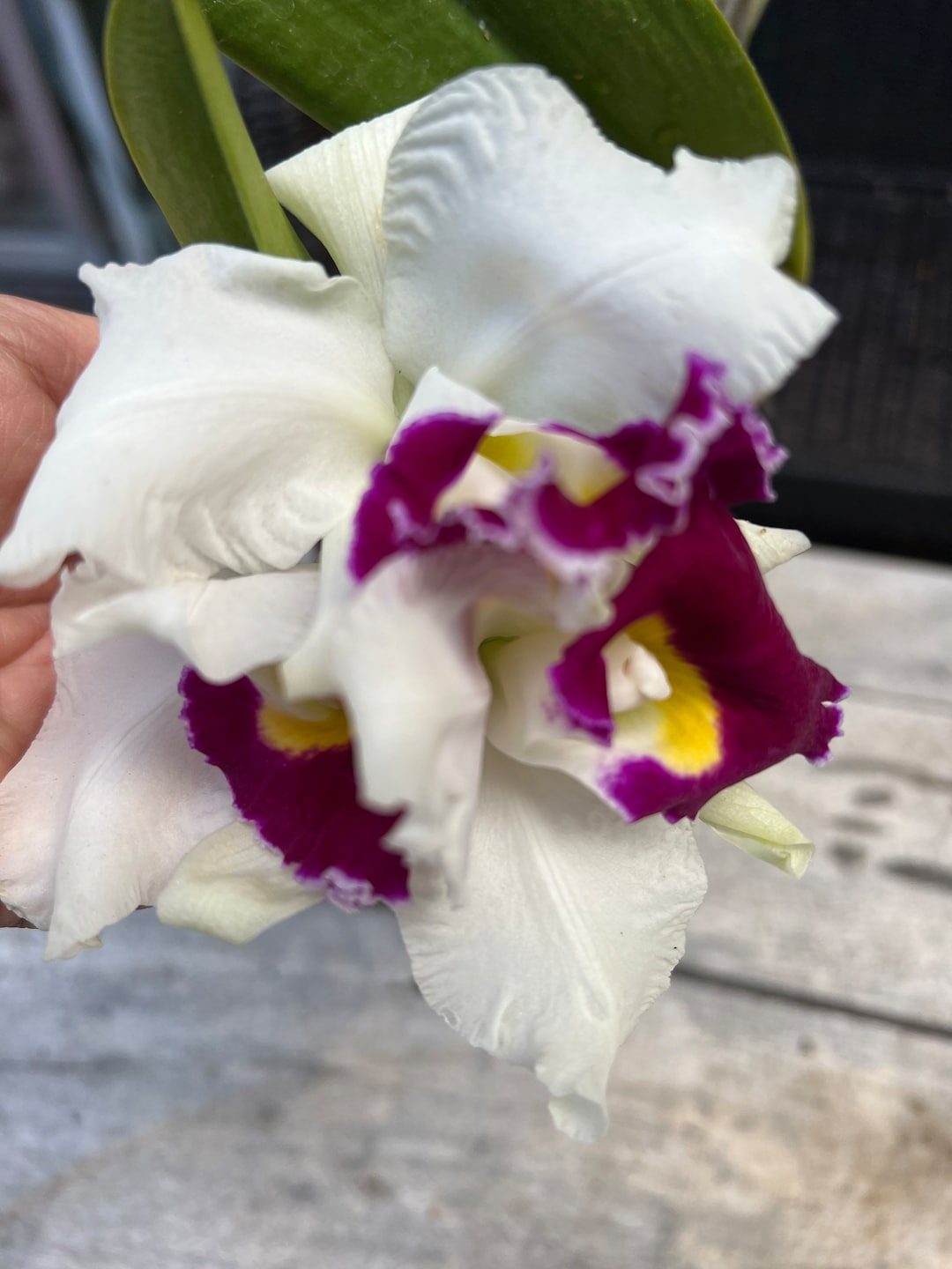 Cattleya Rlc. Blanche Aisaka Yuki Huge Flowers Fully - Etsy