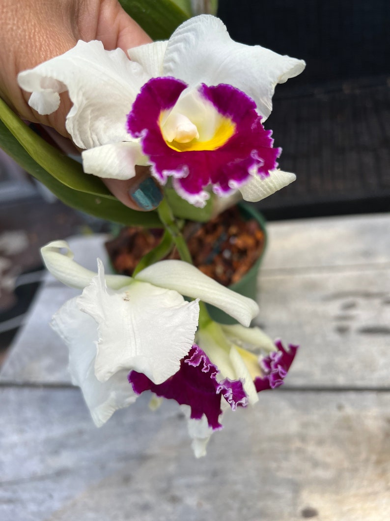Cattleya Rlc. Blanche Aisaka Yuki Huge Flowers Fully - Etsy