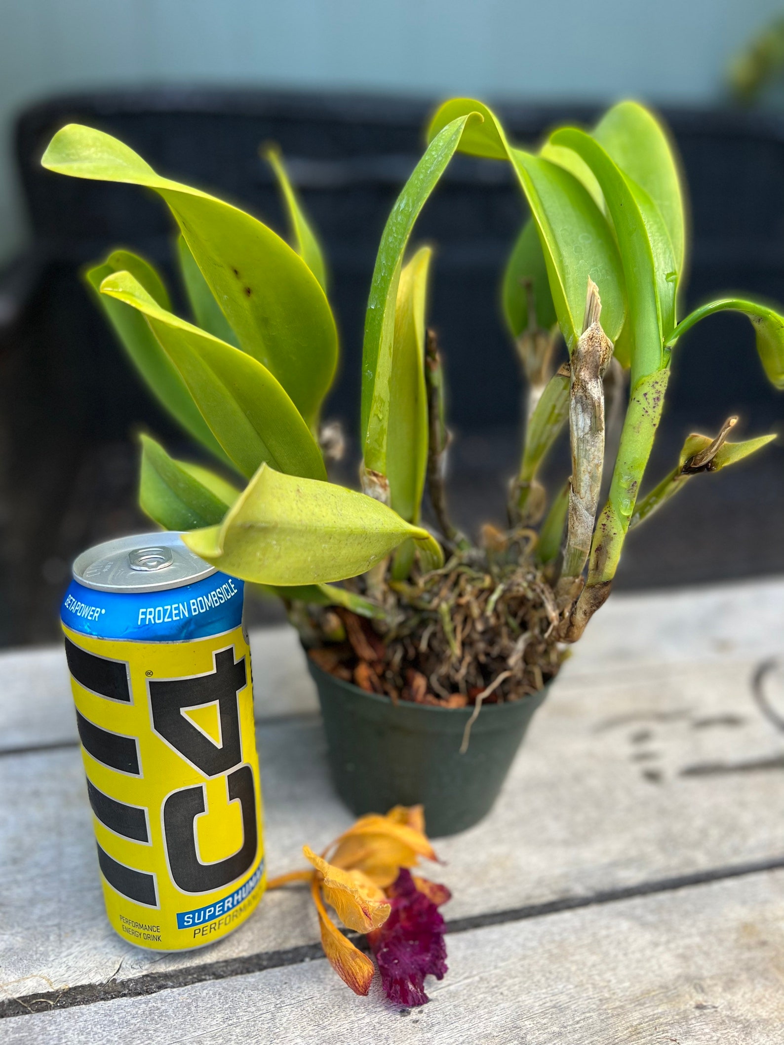 Cattleya Rlc. Blanche Aisaka Yuki Huge Flowers Fully - Etsy