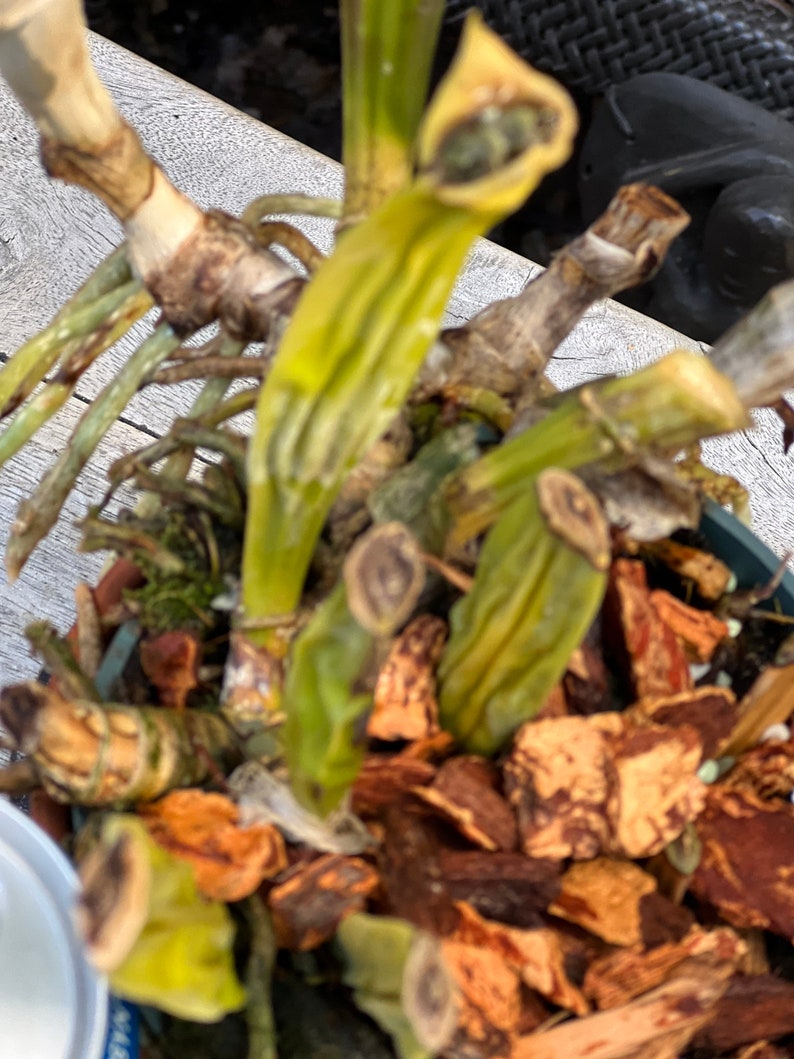 Cattleya Rlc. Blanche Aisaka Yuki Huge Flowers Fully - Etsy