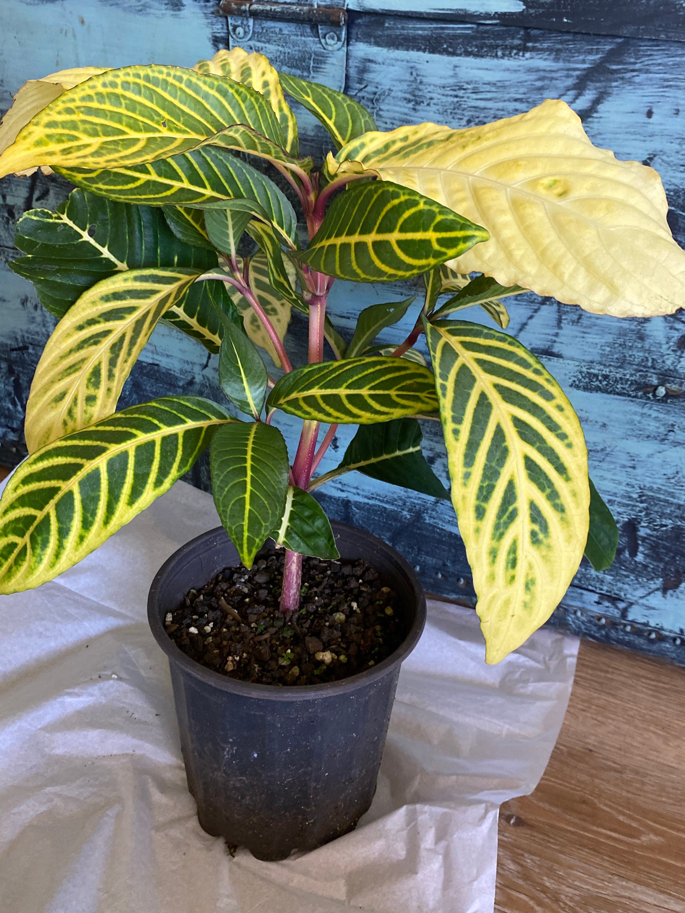 Sanchezia Nobilis Ellen Gorgeous Golden Foliage Plant 3 | Etsy