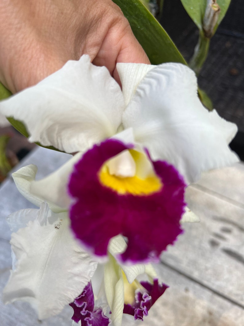 Cattleya Rlc. Blanche Aisaka Yuki Huge Flowers Fully - Etsy