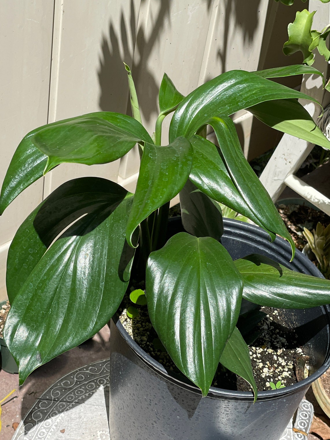 Queue de dragon Rhaphidophora Decursiva Rare Magnifique 1 | Etsy