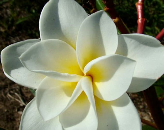 3 Plumeria frangipani Plants in Pot, Well Rooted - Etsy