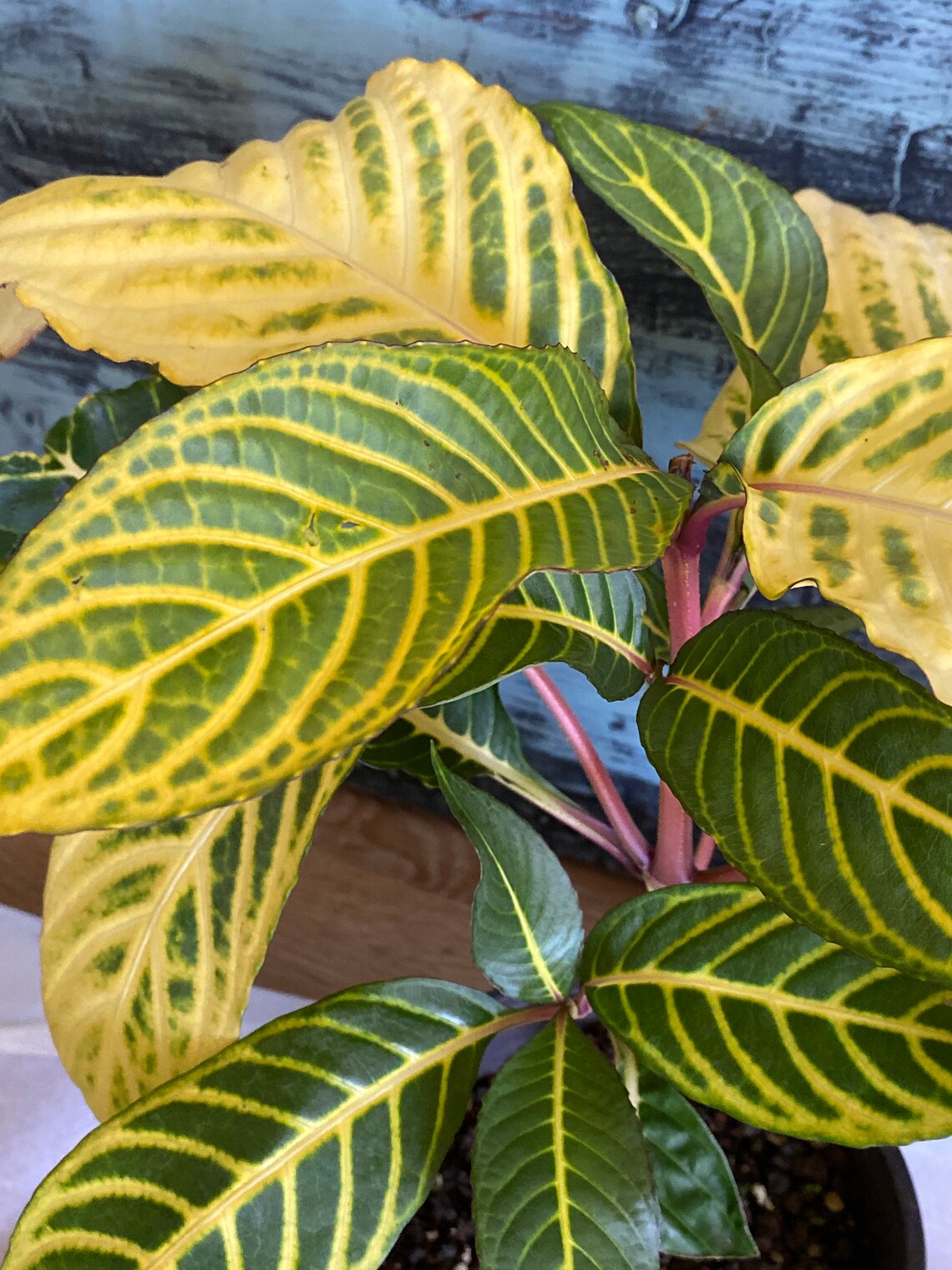Sanchezia Nobilis Ellen Gorgeous Golden Foliage Plant 3 | Etsy