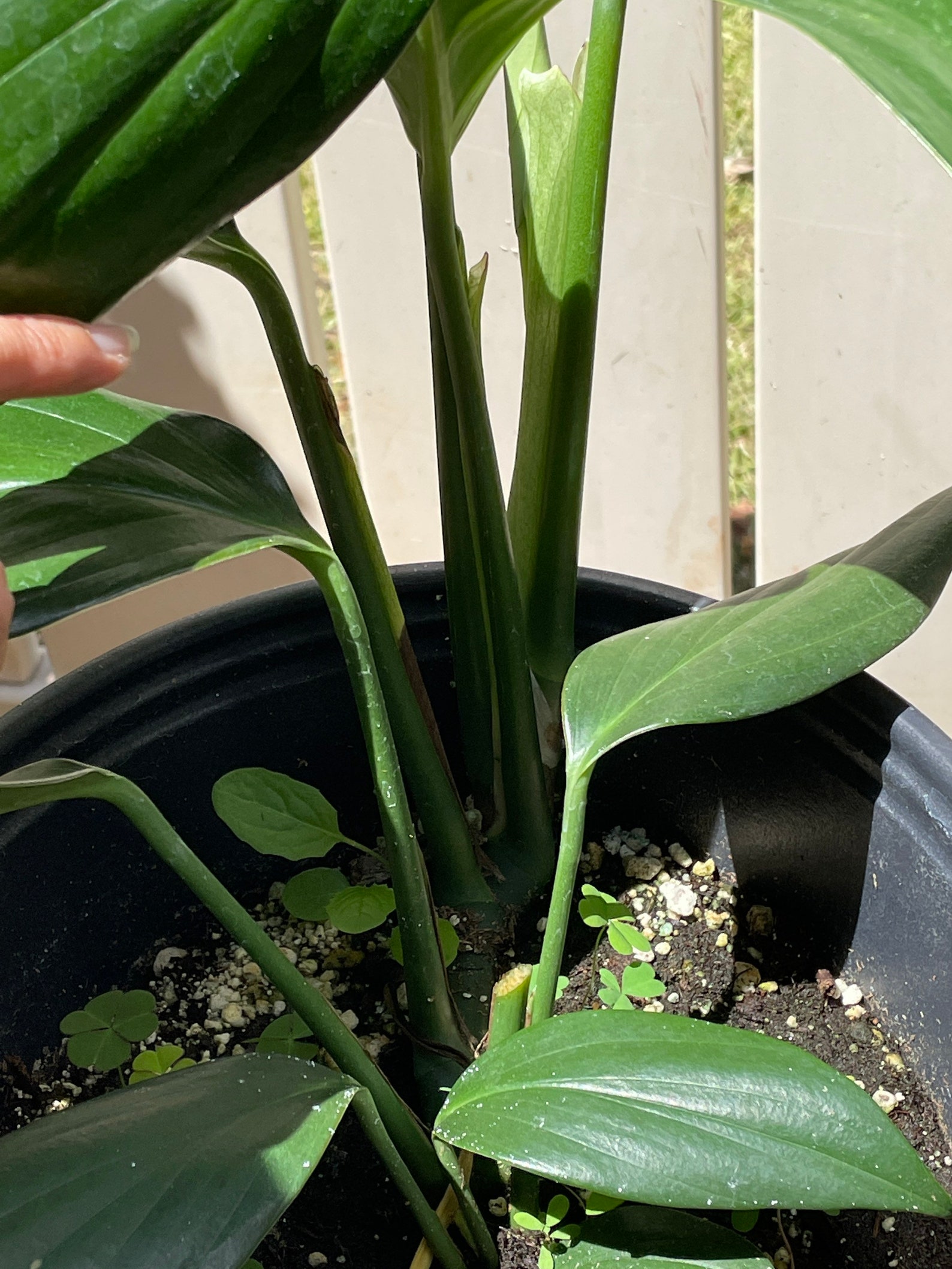 Queue de dragon Rhaphidophora Decursiva Rare Magnifique 1 | Etsy