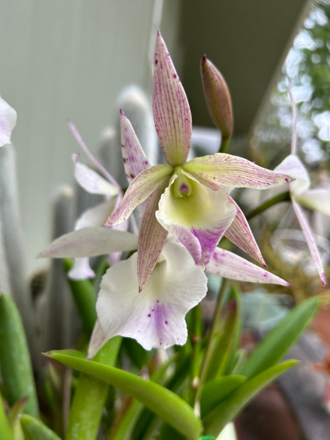 Cattleya 28967 Summer Spot X B. Nodosa in Spike and Buds Multiple ...