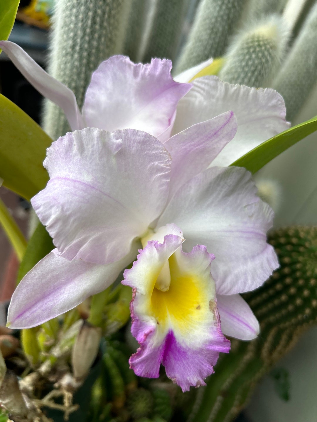 Orchid Cattleya Sueno De Amor Lea in Spike Sweet Fragrance Very Pretty ...