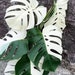 Bleeding Borg 9 Pepper Premium Seed Packet - Etsy