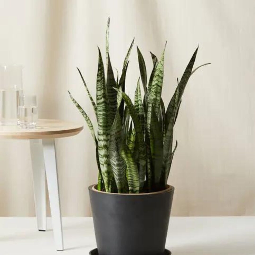 Variegated Snake Starter Leaf Cutting Plant Sansevieria Patens - Etsy