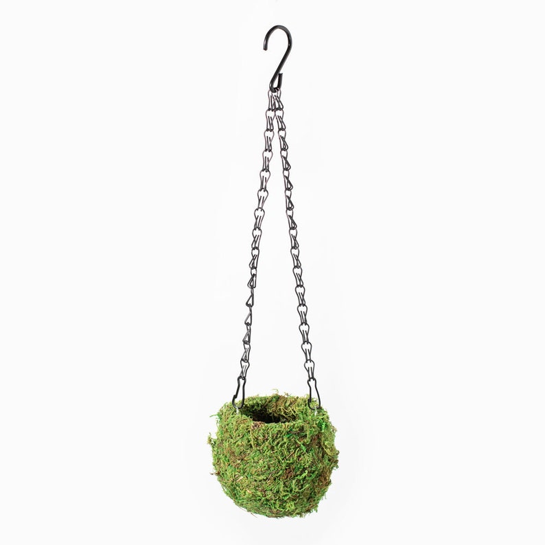 Fresh Green Kokedama Moss Hanging Planter Ball - Etsy