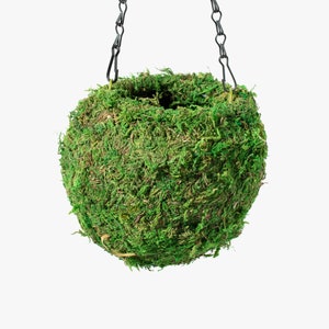 Fresh Green Kokedama Moss Hanging Planter Ball - Etsy