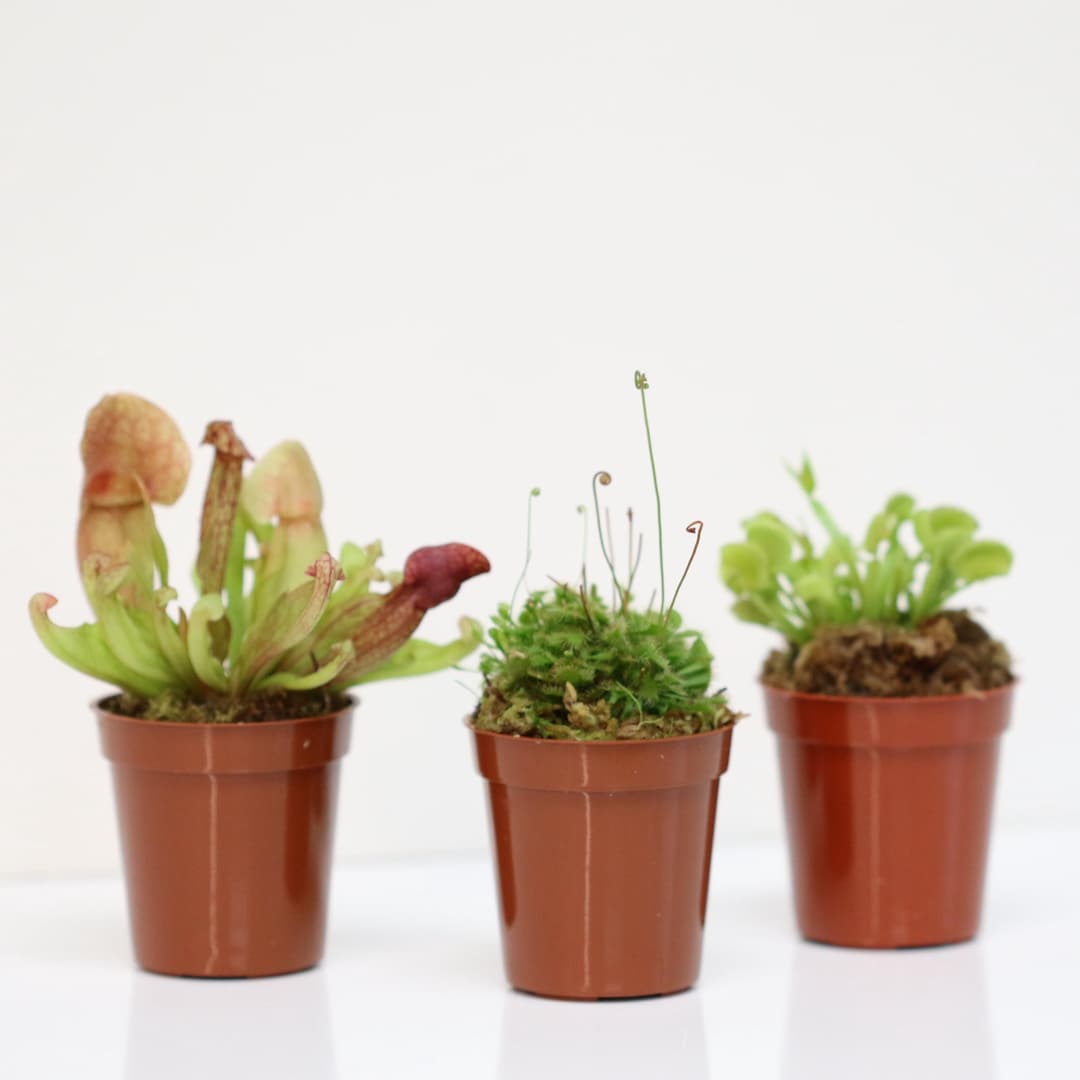 Trio of Terror Carnivorous Plant Bundle- Red Venom - Etsy