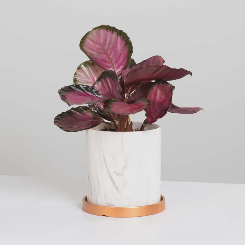 Calathea ‘rosy’ – Rare Rosy Pink Prayer Plant With Decorative Foliage ...