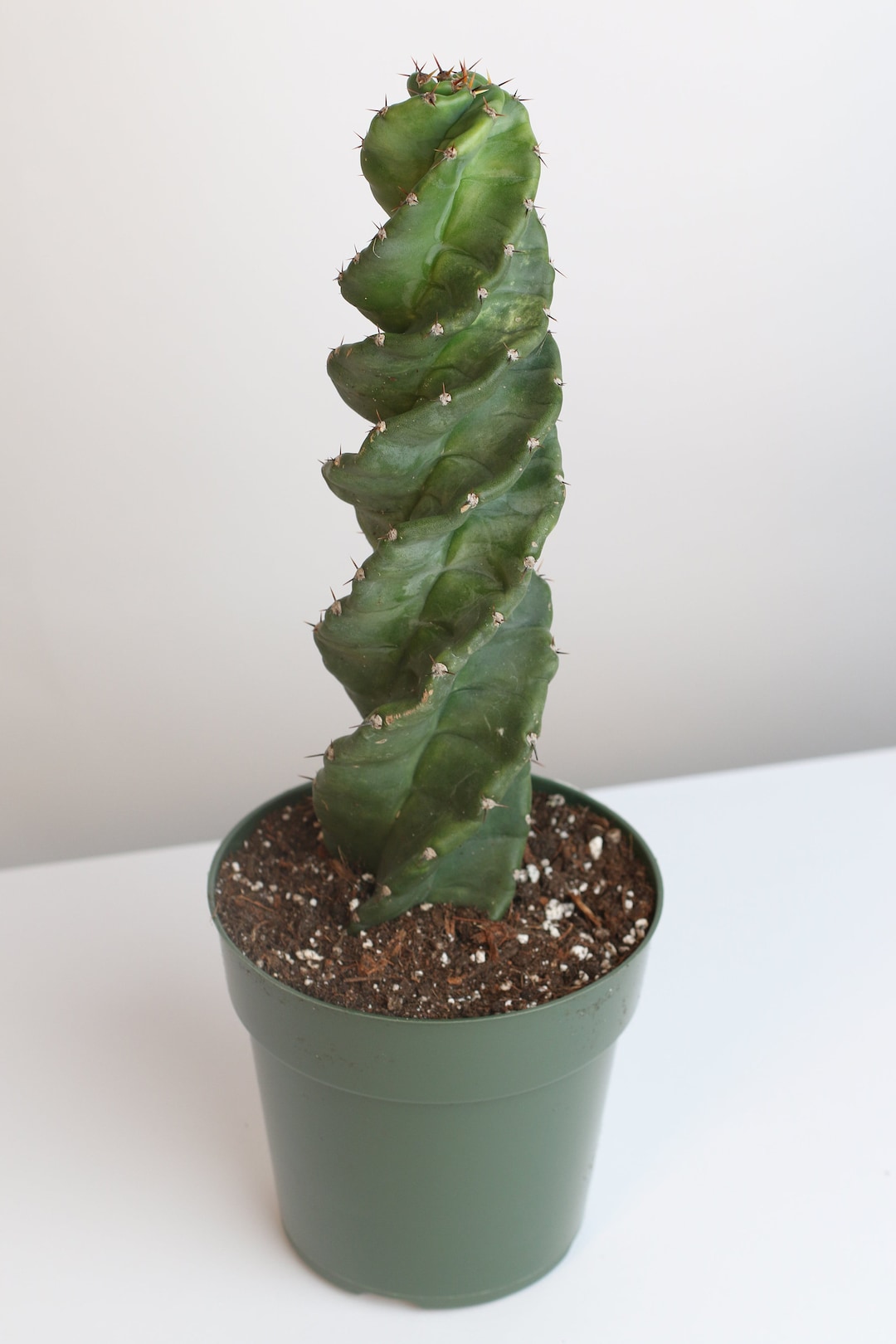 Spiral Cactus (cereus Forbesii Spiralis) – Rare Twisted Columnar ...