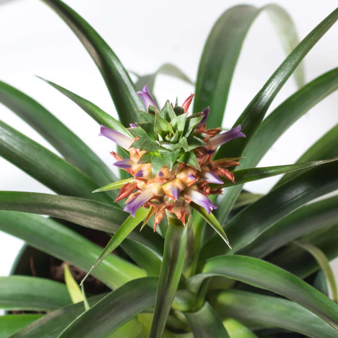 Mini Pineapple Plant ‘tiny Treasure’ – Ornamental Tropical Houseplant ...