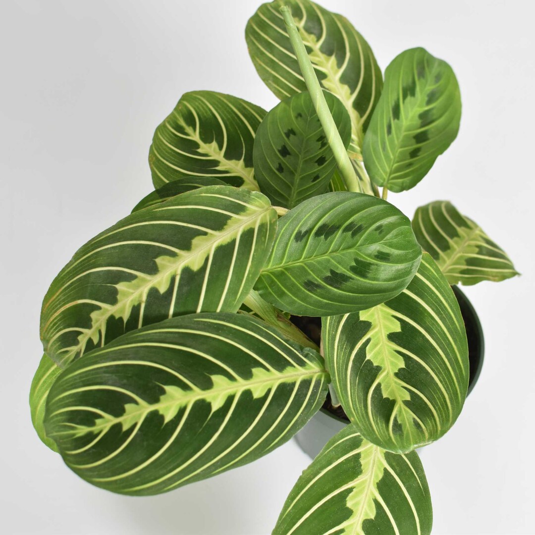 Calathea Prayer - Maranta Lemon Lime House Plant - Etsy