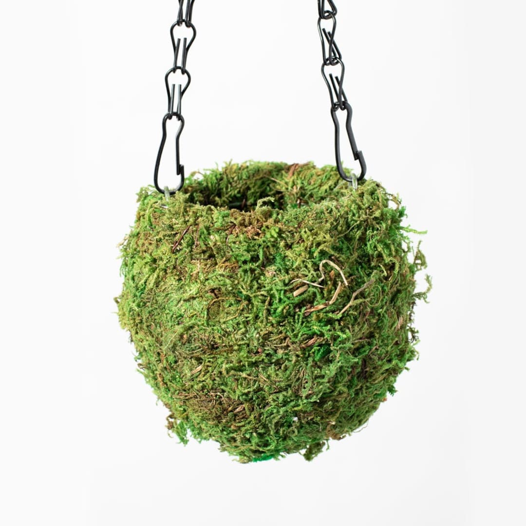 Fresh Green Kokedama Moss Hanging Planter Ball - Etsy