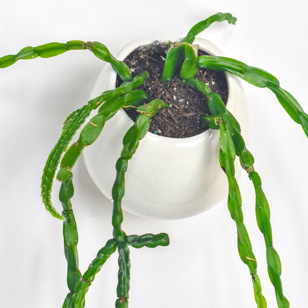 Rhipsalis Paradoxa Chain Succulent Mistletoe Cactus - Etsy