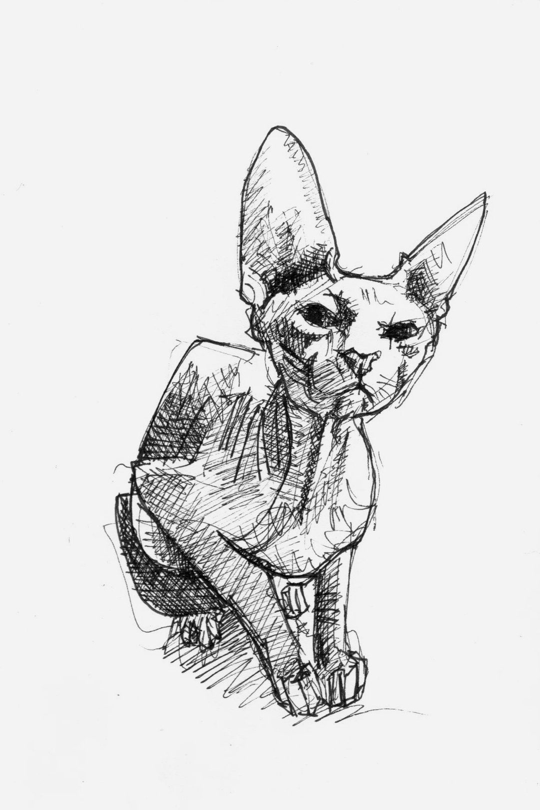 Hairless Cat - Etsy