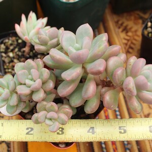 Graptopetalum Red Grapes Rare Korean Succulent - Etsy