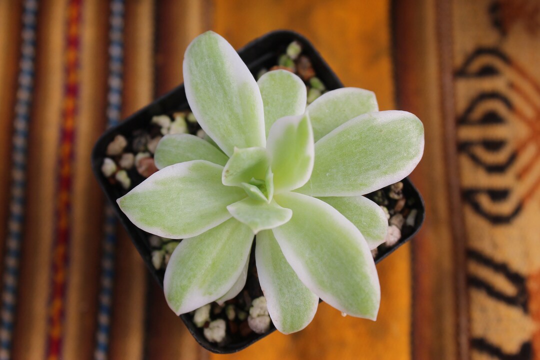 Echeveria Lemon Rose Variegated Rare Korean Succulent Variegata - Etsy