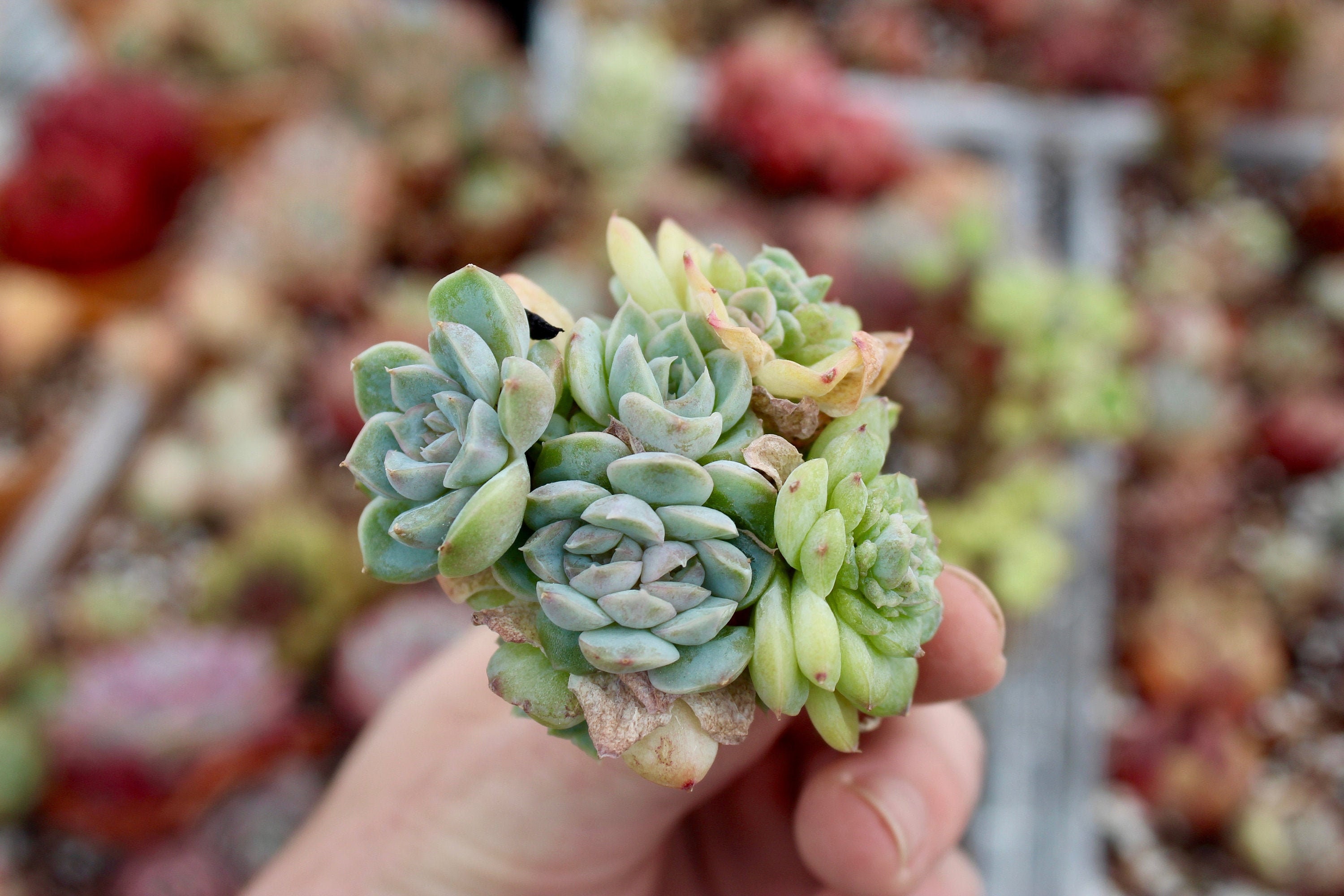 Plants Home & Living Echeveria Ruby Queen Cluster ~ Miniature Rare ...