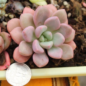 Graptopetalum Red Grapes Rare Korean Succulent - Etsy