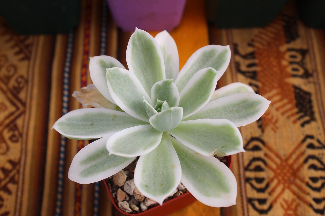 Echeveria Lemon Rose Variegated ~ Rare Korean Succulent Variegata - Etsy